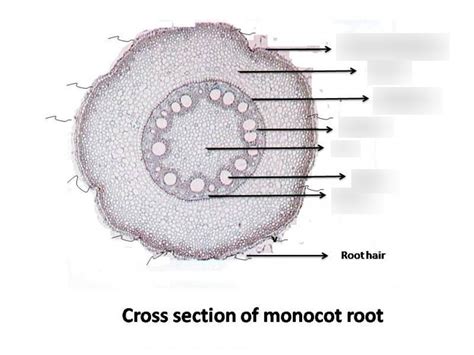 Lab 2 Monocot Root Smilax Greenbrier Root Xs Diagram Quizlet