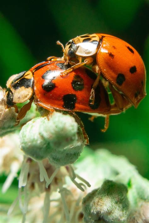 Asian Lady Beetles [oc] R Macroporn