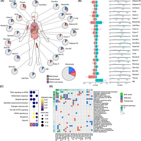 Tissue Transcending Sex Differences And Regulation A A Barplot