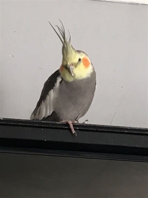 Cockatiel Normal Grey Male In Stevenston North Ayrshire Gumtree