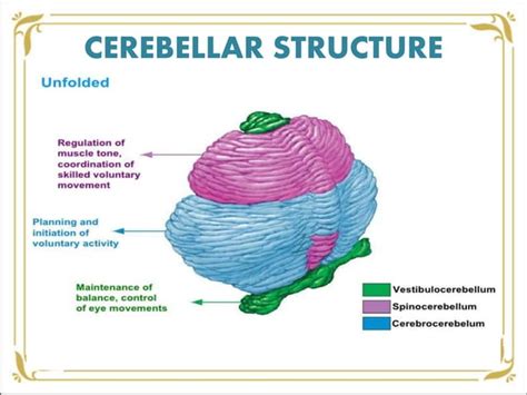 Cerebellum Its Function And Releveance In Psychiatry PPTX Brain And Nervous System Disorders