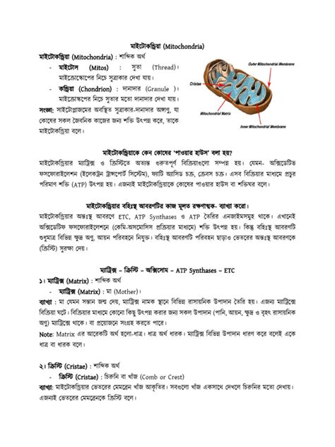 Cycle 1 Mitochondria Wttpbx Pdf