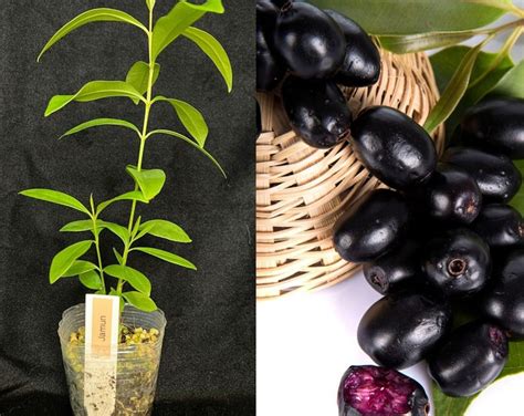 Jamun Java Plum Seedling Syzygium Cumini Etsy