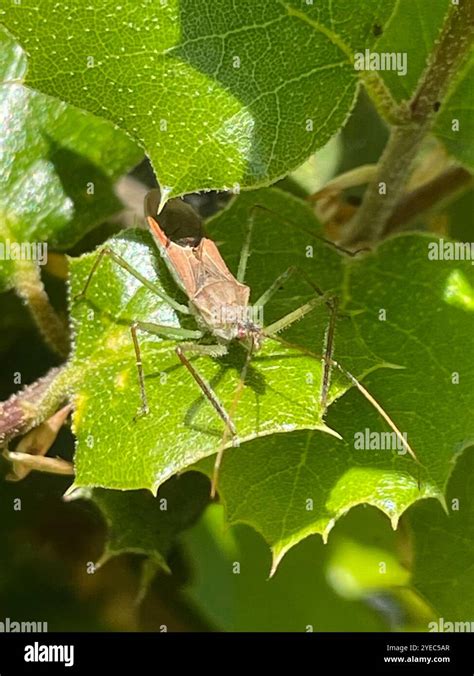 Leafhopper Assassin Bug Zelus Renardii Stock Photo Alamy