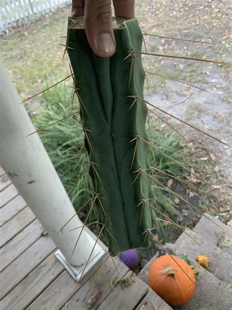 Tips For Stubborn To Root Cuts R Sanpedrocactus