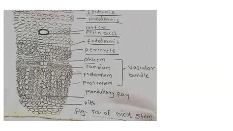 Solved 1 A Using Pencil Draw A Low Power Plan No Individual Cells
