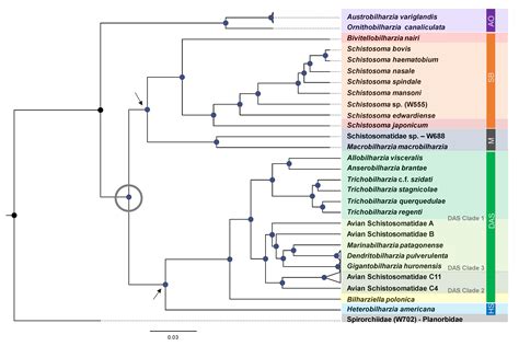 Phylogenomics And Diversification Of The Schistosomatidae Based On