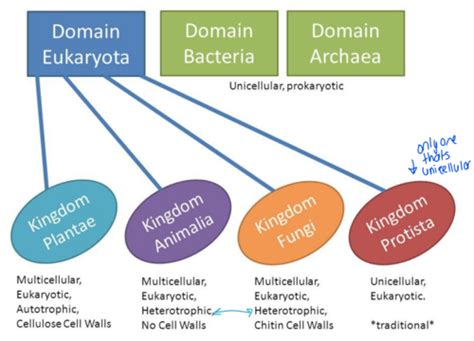 Biology Ii Lecture 14 Flashcards Quizlet