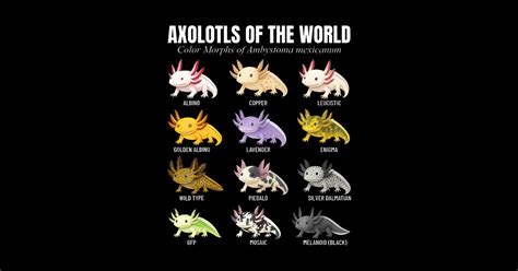 Axolotl Color Morphs Educational Amphibian Species Chart Axolotl