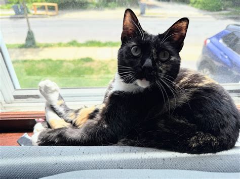 Lily Kitty Connection