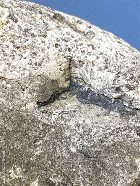 Ambergris Whale Vomit Used In Perfume Making It Is Made By Sperm Whale