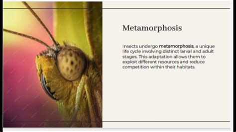 Characteristics Of Class Insecta Youtube