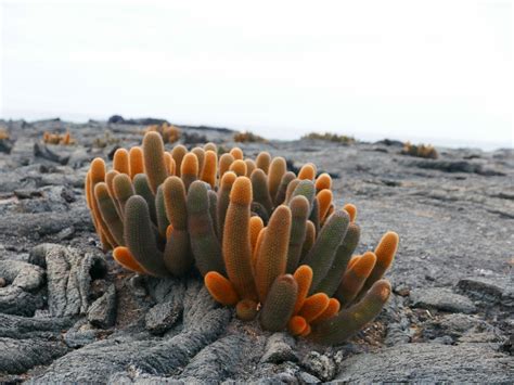Limpressionante Flora E Fauna Delle Isole Galapagos