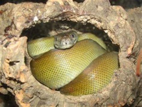 Papuan Python Facts And Pictures