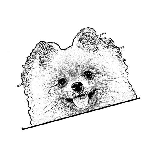 Картинки раскраски собаки шпиц (51 фото) » Юмор, позитив и много ...