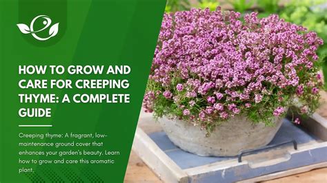 How To Grow And Care For Creeping Thyme A Complete Guide