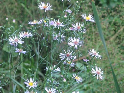 Wednesday Weed Michaelmas Daisy Bug Woman Adventures In London
