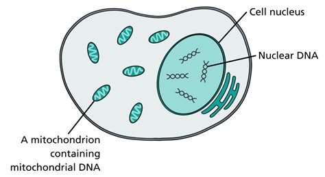 Visual Communication Aid Mitochondrial Inheritance — Knowledge Hub