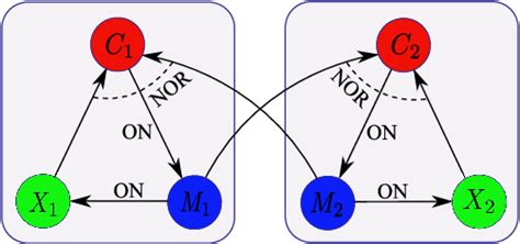Figure 1 From Local Synchronization Of Interconnected Boolean Networks With Stochastic