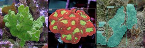 Easily Train Yolov8 For Custom Datasets A Step By Step Guide