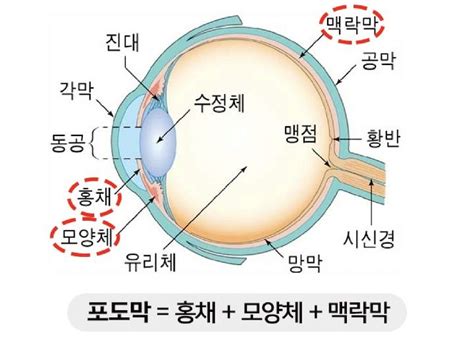 Eye에 있는 The Heart Of Art님의 핀 해부학
