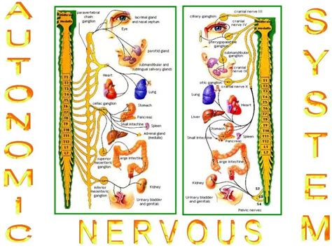 PPT AUTONOMIC PowerPoint Presentation Free Download ID 2084420