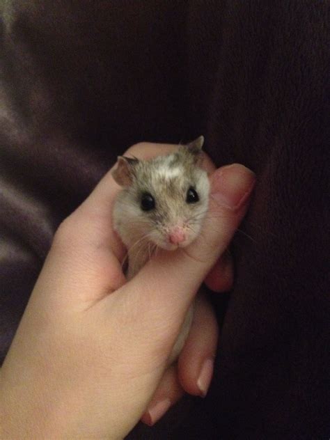 Chinese Dwarf Hamsters