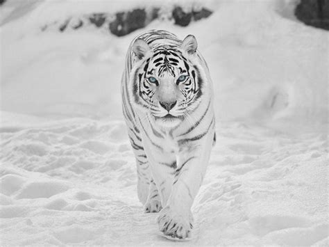 White Tiger Wallpapers Top Free White Tiger Backgrounds Wallpaperaccess