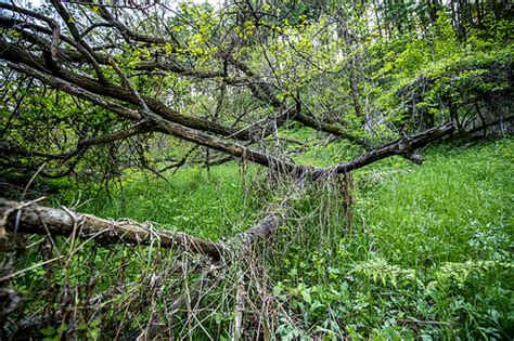 깊은 숲 속의 쓰러진 나무들 유토이미지 상세페이지 베이직샵 사진 21021814