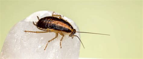 Cómo Eliminar Cucarachas Productos Y Estrategias Eficaces