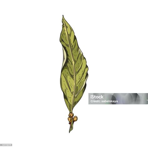 후추와 함께 손으로 그린 마른 월계수 잎 옥수수 색깔 격리된 벡터 향긋한 베이 잎의 현실적인 스케치 그림 후추와 함께 건강한 식생활에 대한 스톡 벡터 아트 및 기타 이미지