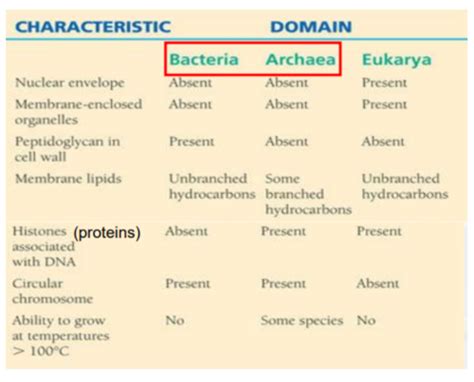 Lecture Biodiversity I Prokaryotes Flashcards Quizlet