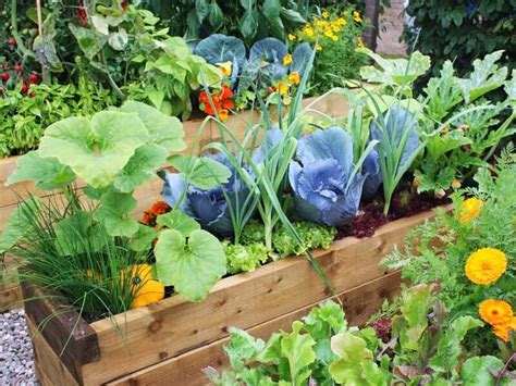 Companion Planting Garden Layout Fasci Garden