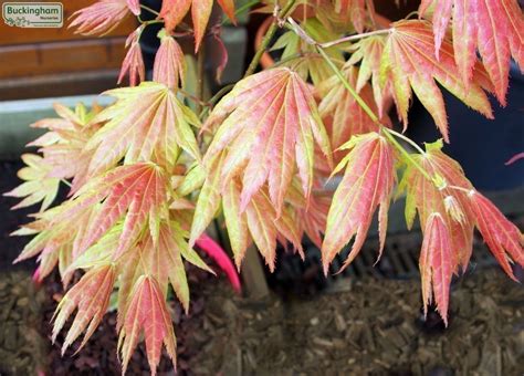 Japanese Maple Moonrise Acer Shirasawanum Moonrise Shirasawa Maple