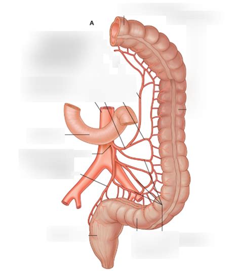 Exam 4 Inferior Mesenteric Artery Diagram Quizlet