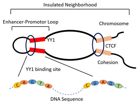 The Generic Phenomenon Of Chromatin Loop Formation Due To The