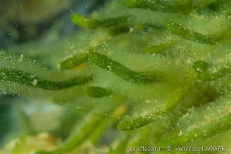 Codium Fragile Subsp Fragile Doris