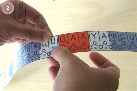 Pdb 101 Learn Paper Models