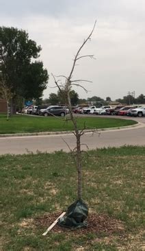 TreeDiaper Zynnovation LLC