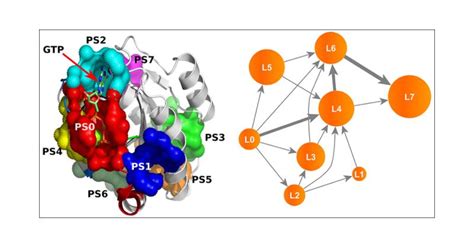 Markov State Models Reconcile Conformational Plasticity Of Gtpase With Its… Navjeet Ahalawat