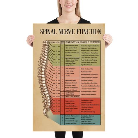 Spinal Nerve Function Chart Root Chart Chiropractic Etsy