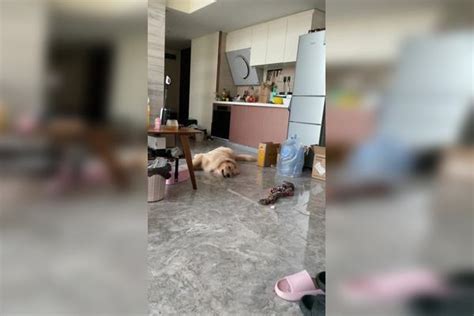 不要下雨啦 狗子无聊死啦 萌宠来袭 来袭