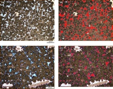 Grainstone Samples Selected From Lower Cretaceous Thamama Group Abu Download Scientific