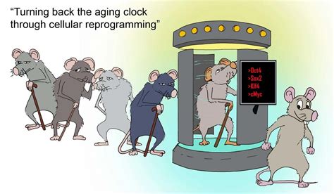Cellular Reprogramming Reverses Signs Of Aging