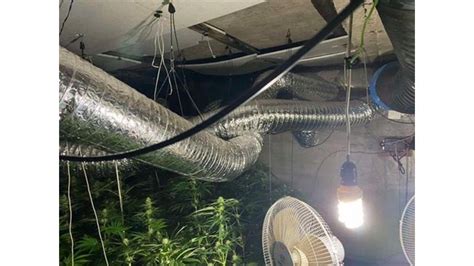 Две наркооранжерии бяха разкрити при спецакция на криминалисти от ОДМВР Враца 168 Часа