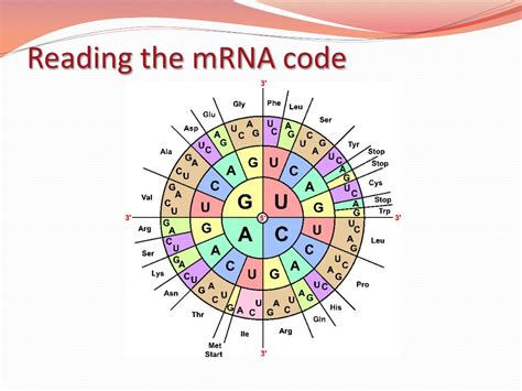 Ppt Gene Function Genes In Action Powerpoint Presentation Free