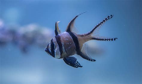 Cardinalfish Sea Dwelling Creatures