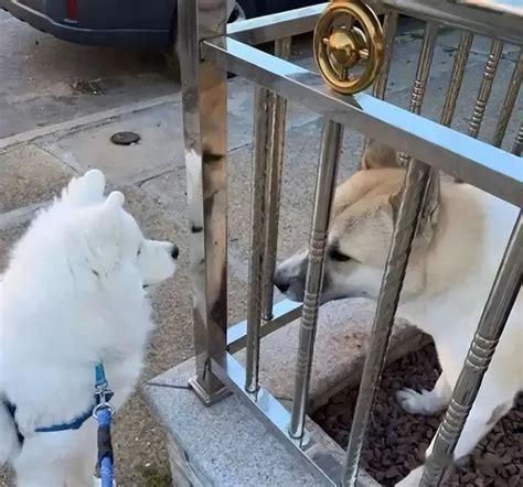 社牛狗狗为找朋友玩，记住了社区所有狗狗的住址 知乎
