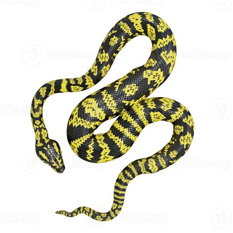 Zebra Jungle Carpet Python D Illustration Stock Photo At Vecteezy