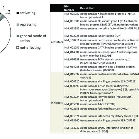 Transcription Factors Influencing Human Adam10 Promoter Activity In